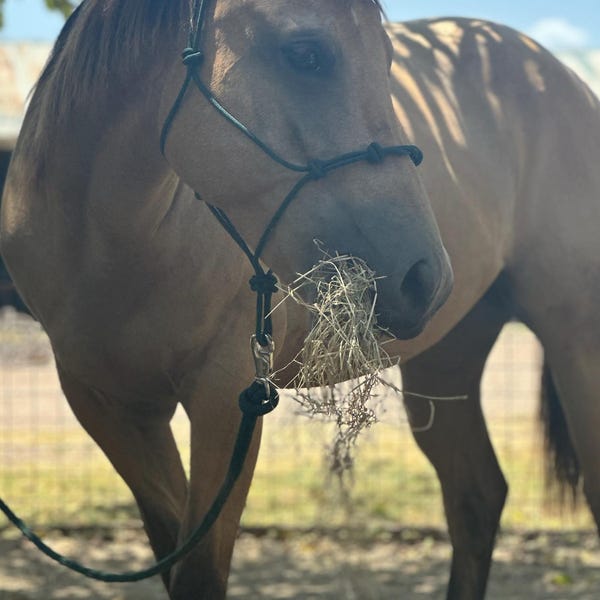 Custom 9 Strand Braided Barrel Reins, Loop Reins - Etsy