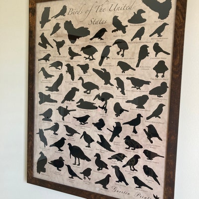 Bird Watching SCRATCH OFF POSTER 18 X 24 Made in North America Bird ...