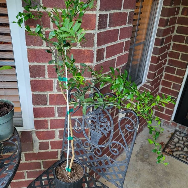 Finger Lime Tree , 1/2 Gallon Pot - Microcitrus Australasica in Half ...