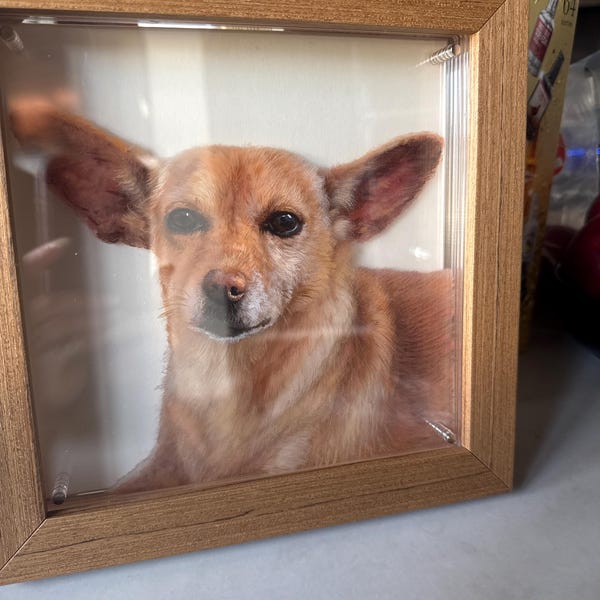 Multi-layered Pet Portraits 2024 Most Creative Pet Portraits Dog ...