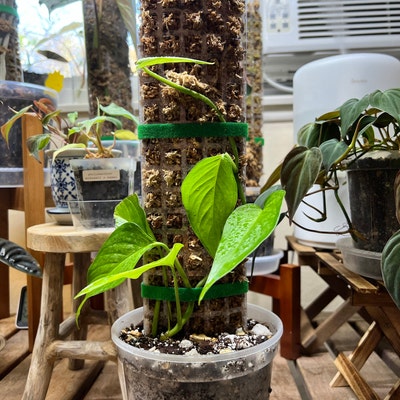 Siling Labuyo RARE Filipino Chili Pepper Seeds Free Shipping the ...