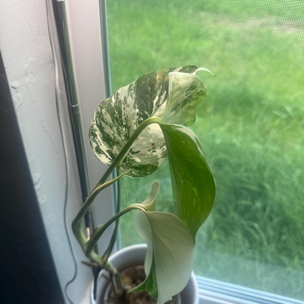 Scindapsus Mayari Variegated in a Nursery Pot | Rare Scindapsus Single ...