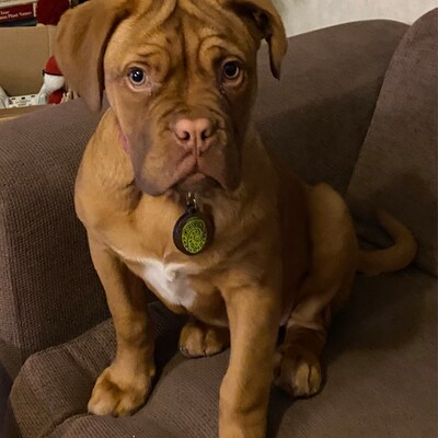 Binx is My Boo SVG - Etsy