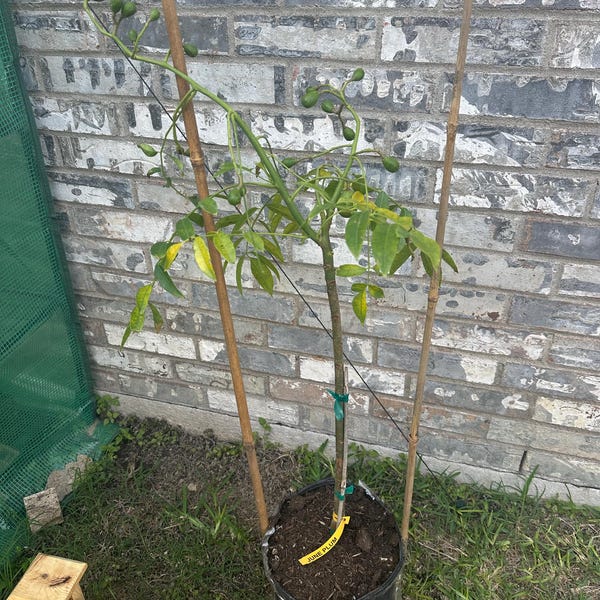 June Plum Dwarf, Ambarella Fruits, Jewel Plums in 10" Pot, Kedondong ...