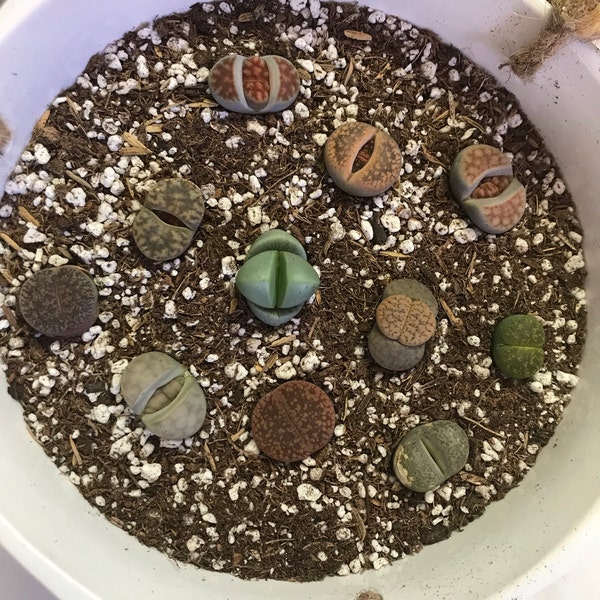 Rare Lithops Living Stone Succulents, Assorted Colors (bare Root) - Etsy