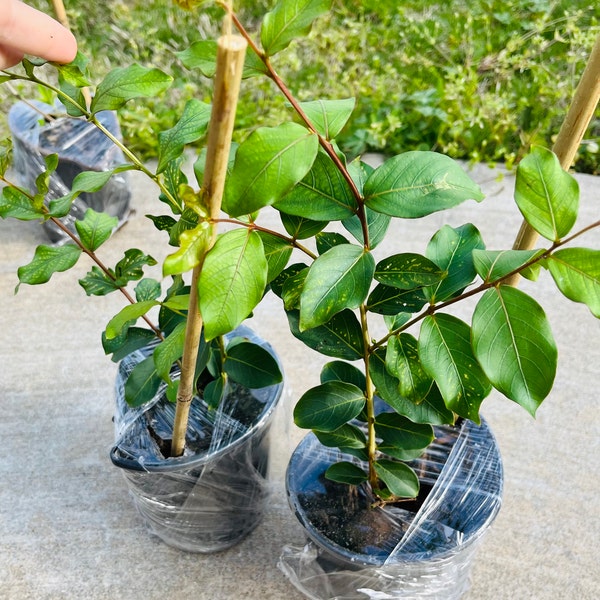 Purple Twilight Flowering Crape Myrtle Trees - Etsy