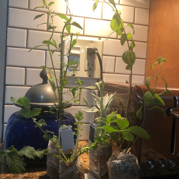 Sage Nazareth - Etsy