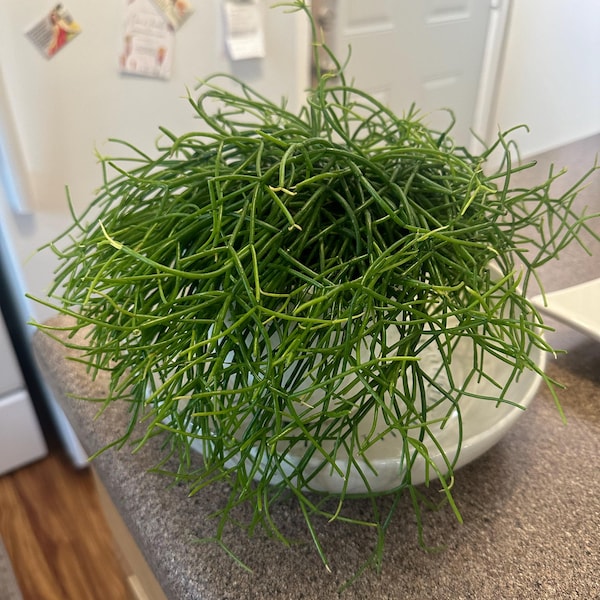 6” Rhipsalis Cashero Hanging Basket - Rooted Bushy Mistletoe Plant ...