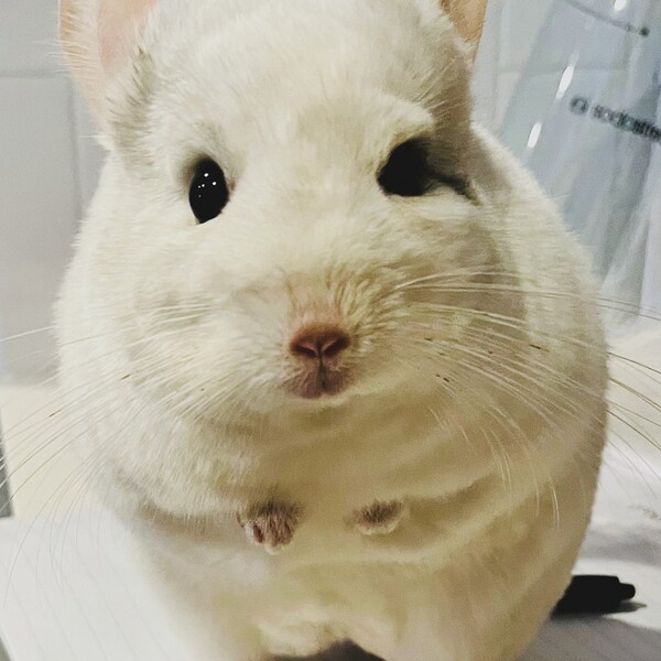 White Chinchilla Pin, Enamel Pin, Chinchilla, Chinchilla Enamel Pin ...