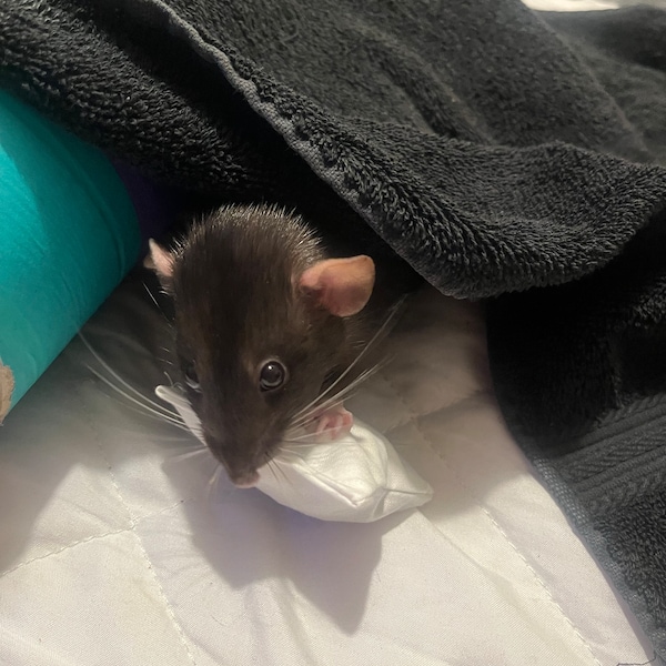 Rat Fall Breaker - Etsy