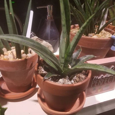 Elliot Planter Speckled Ombré Ceramic Pot in Multiple Sizes - Etsy