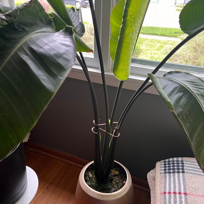 Plant Support Copper Hook, Stem Holder for Leaning Plants, Indoor ...