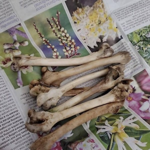 Ten Carrion Crow Spine Bones for Jewellery Crafts | Etsy