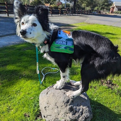 1 Patch, IGNORE ME, 8 Inches X 3 Inches, Sew On, Customizable, Custom ...