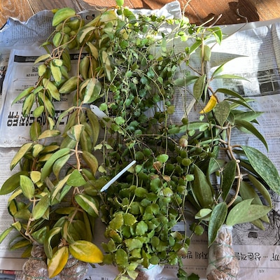 Hoya Multiflora Albomarginata hoya-variegated Phyto-cer:/// - Etsy