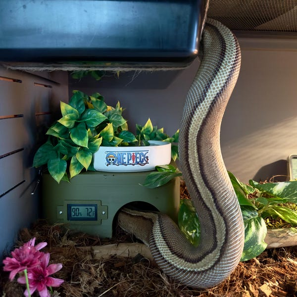 Reptile Humid Hide With Thermometer/hygrometer - Etsy