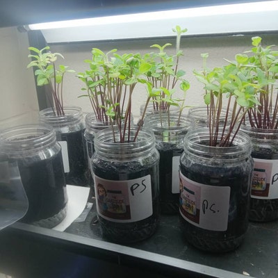 Purple Pampas Grass Seeds 200 Organic and Natural Grass Biofuel Green ...