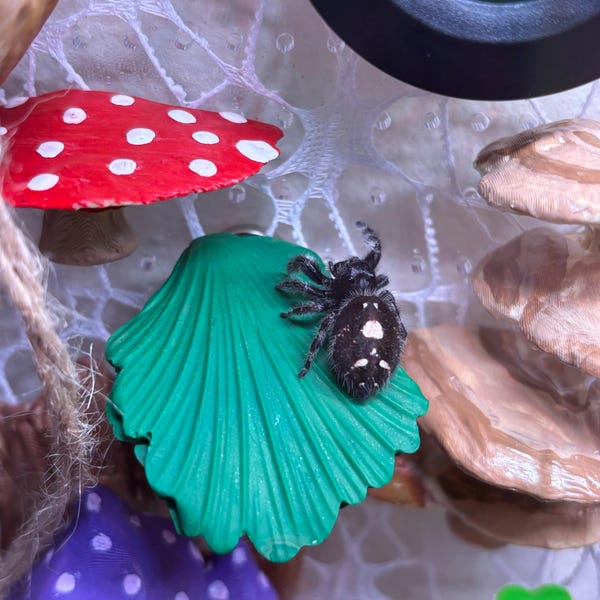 Jumping Spider Enclosure 5x5x9 Spider House, Spider Tank, Spider ...