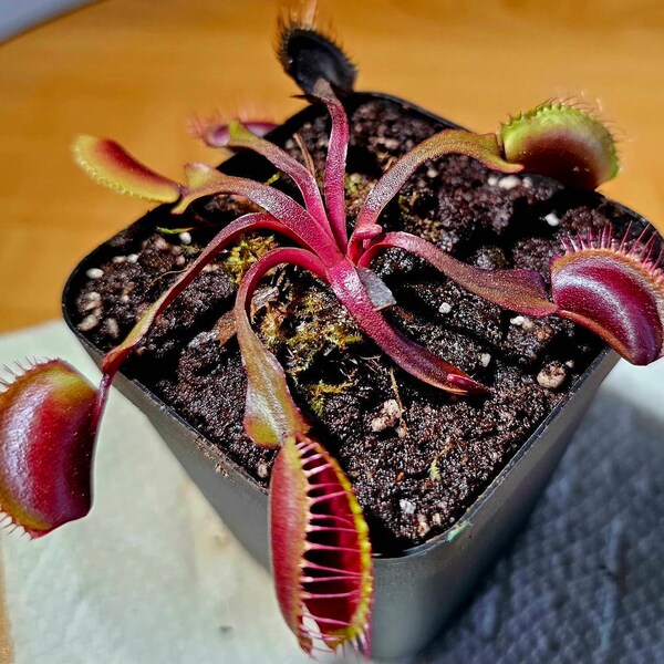 Xyris Difformis — Bog Yellow-eyed-grass - Etsy