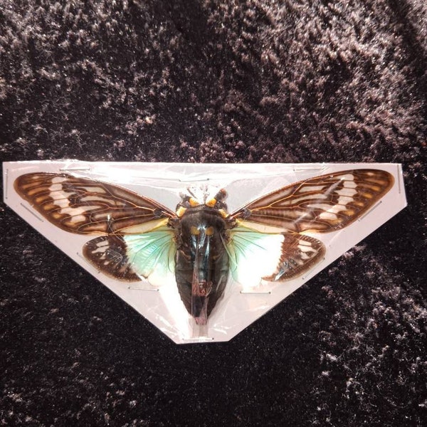 Tosena Splendida Spread, Blue Cicada , Real Cicada, Entomology, Real ...