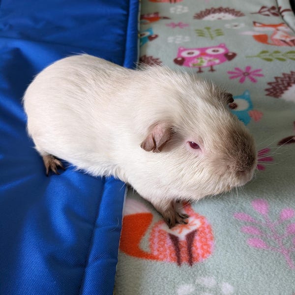 Candc /kavee Cage Size Fleece Cage Liners, Guinea Pig Fleece Cage ...