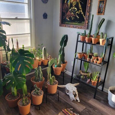 Pachycereus Pecten-aboriginum Indian Comb Cactus - Etsy