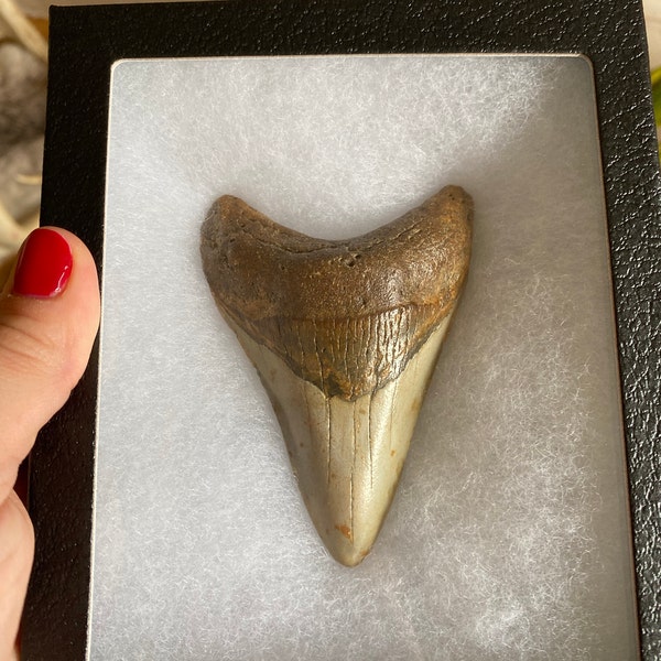 Predatortools® - Raptor - Digging Tool - Model 31c - USA Made With ...