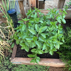 Tromboncino Rampicante Huge Italian Heirloom Zucchini Squash - Etsy