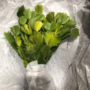 Rare Succulent/orbea Plant/ Yellow Orbea/ Orbea Semota Var. Lutea/ Live ...