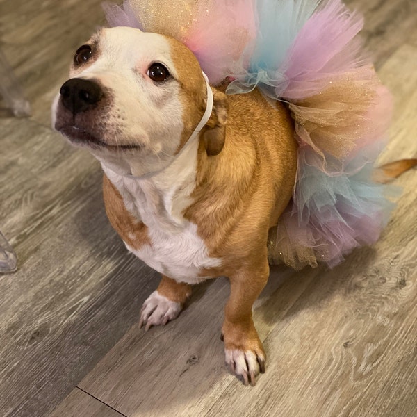 Unicorn Dog Costume: Horn Handmade, Cute, Rainbow, Fluffy Princess Dog ...