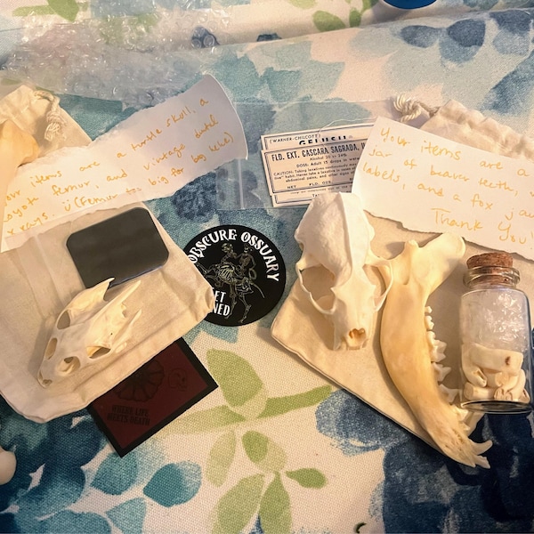 Bone, Skulls, and Oddities Mystery Bag - Etsy