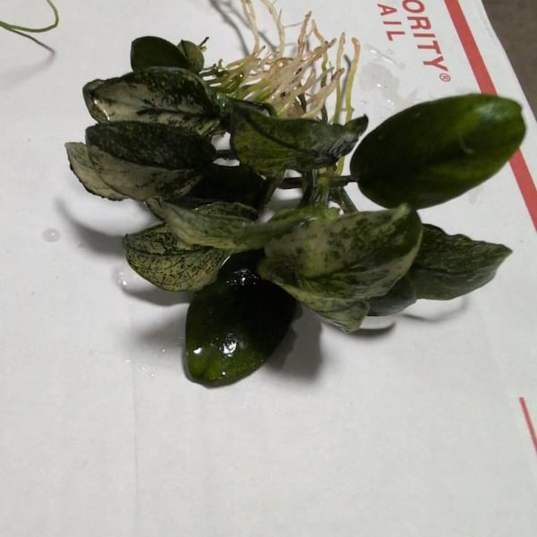 Nymphaea Sp. Peru Puerto Maldonado Young Plant Rare Live Aquarium Plant ...