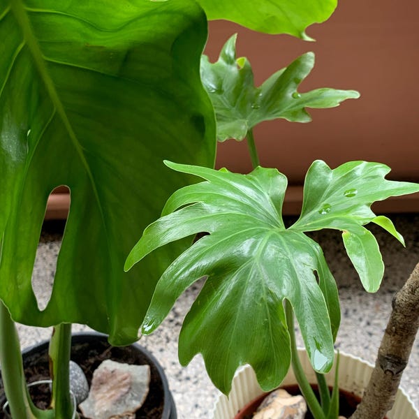 Monstera Big Form (Original Deliziosa Giant) – Version original de hoja ...