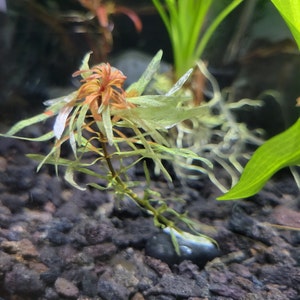 3 Downoi Plants Aka little Star Live Aquarium Plants Free | Etsy