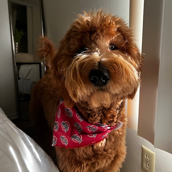 Ohio State Buckeyes NCAA Bandana for Dogs & Cats | Officially Licensed ...