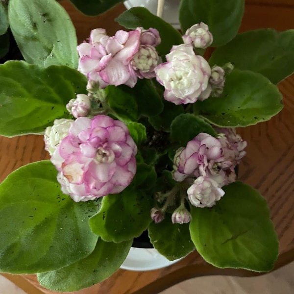Currently Blooming African Violet Live Plant in a 4" Pot | Blush ...