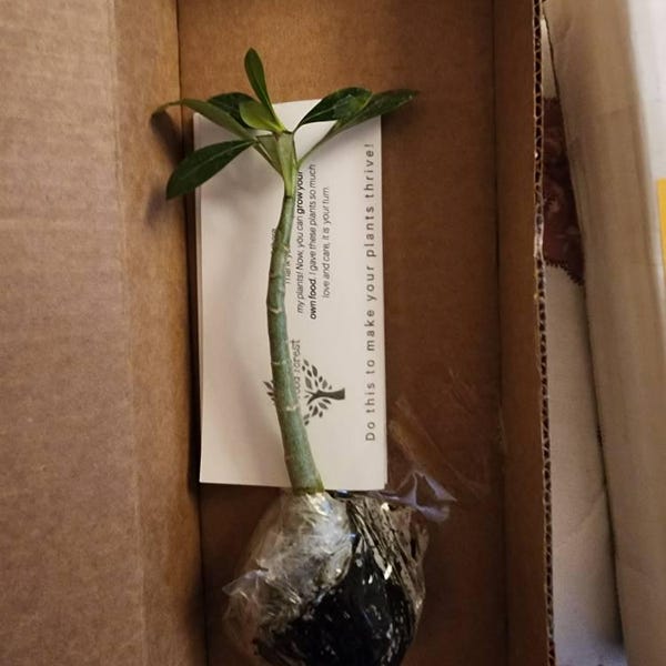Desert Rose Picotee Adenium Obesum Starter Plant - Flowering Plant ...