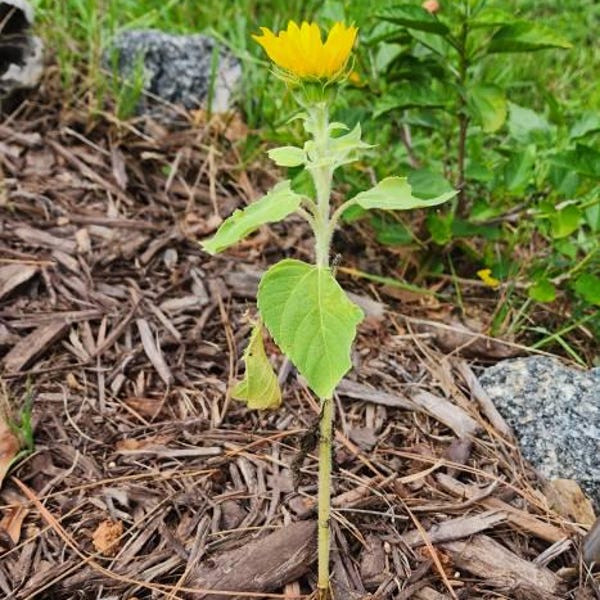 50pcs Yellow Giant Teddy Bear Sunflower Seeds – Non-gmo Heirloom ...