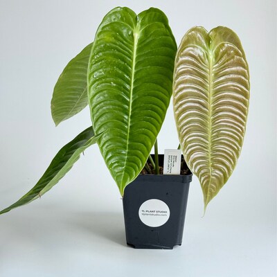 Monstera Sp Indanza Multiple Plants 2330 Rare Exotic Plants Free UPS ...