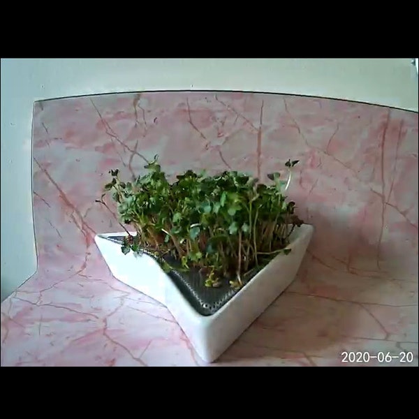 Blue Ceramic Sprout Tray, Microgreen Kit, Germinate Kit - Etsy