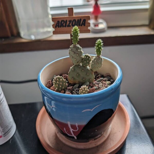 Opuntia Polyacantha X Cymochila 'peter Pan' COLD HARDY CACTUS - Etsy