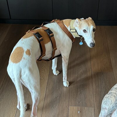 Dog Anti Escape Harness, Triple Harness, Safe Harness, Dog Harness ...