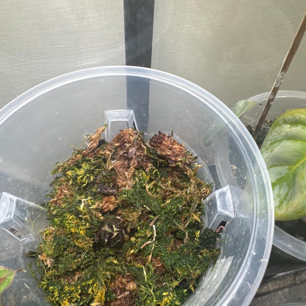 Pink Princess Symphony Caladium Live Bulb, Starter Plant for Spring ...