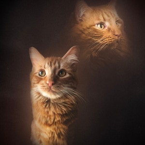 Custom 80's Retro Pet Portrait Multiple Pets Handcrafted Digital Art ...