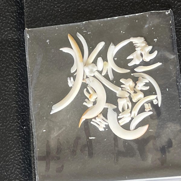 Groundhog Woodchuck Bones Full Skeletons Juvenile Adult Sold by Type ...