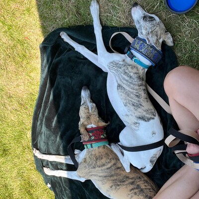 Bold and Bright Ring Lead With Tug Agility Lead-barn Hunt Lead Fyball ...