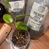 LITHOPS Premium Soil Less Potting Mix Oregon Licensed Nursery ...