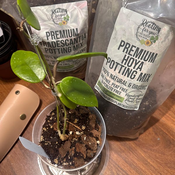 AMARYLLIS Premium Soil Less Potting Mix Oregon Licensed Nursery ...