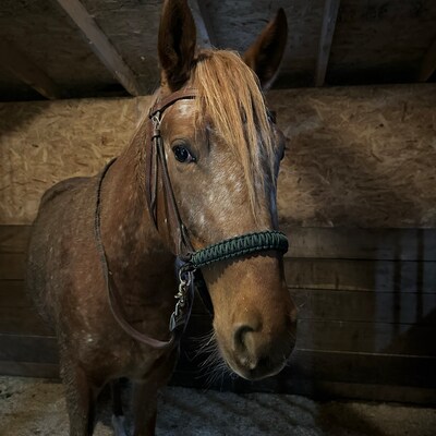 Braided Side Pull Hackamore Light Tan Mini to Draft Size... Black or ...