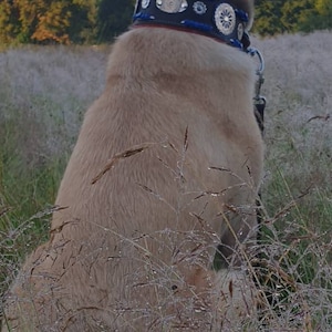 3' Spiky Wide Dog Collar Chain Set Buffalo Leather M/L/XL/XXL - Etsy